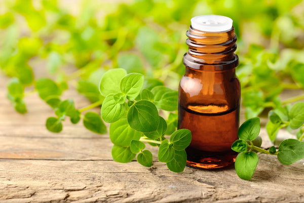 Oregano (Origanum) Oil - Bomar Aromatherapy