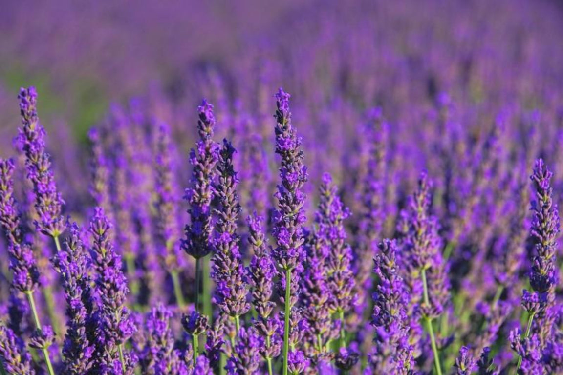 Fragrance — Bomar Aromatherapy