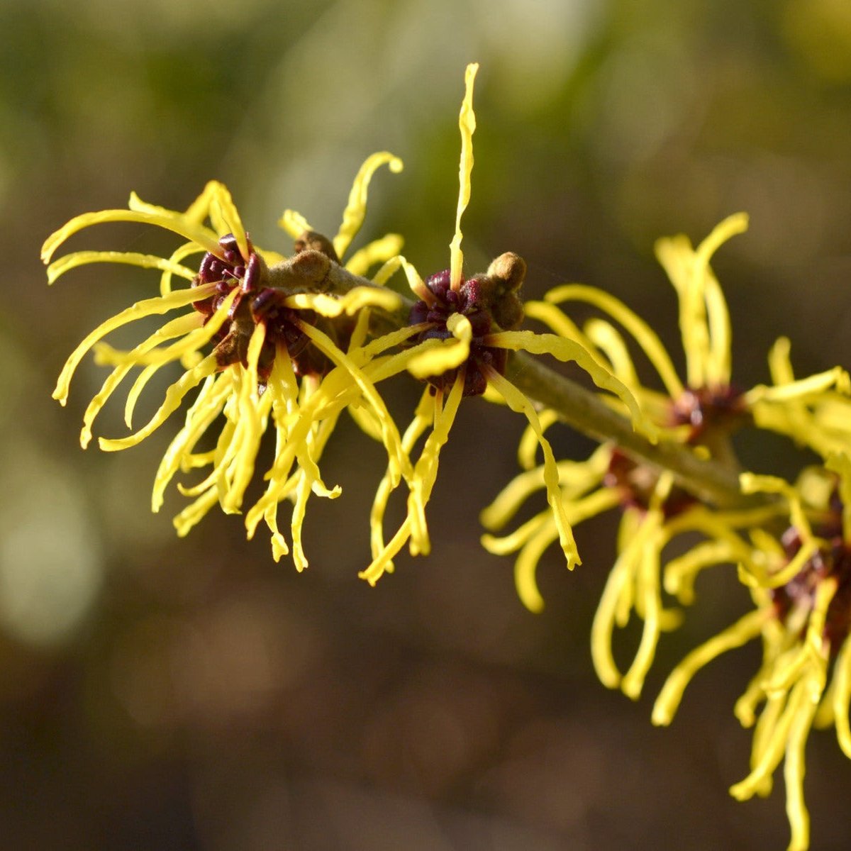 Witch Hazel Water - Bomar Aromatherapy